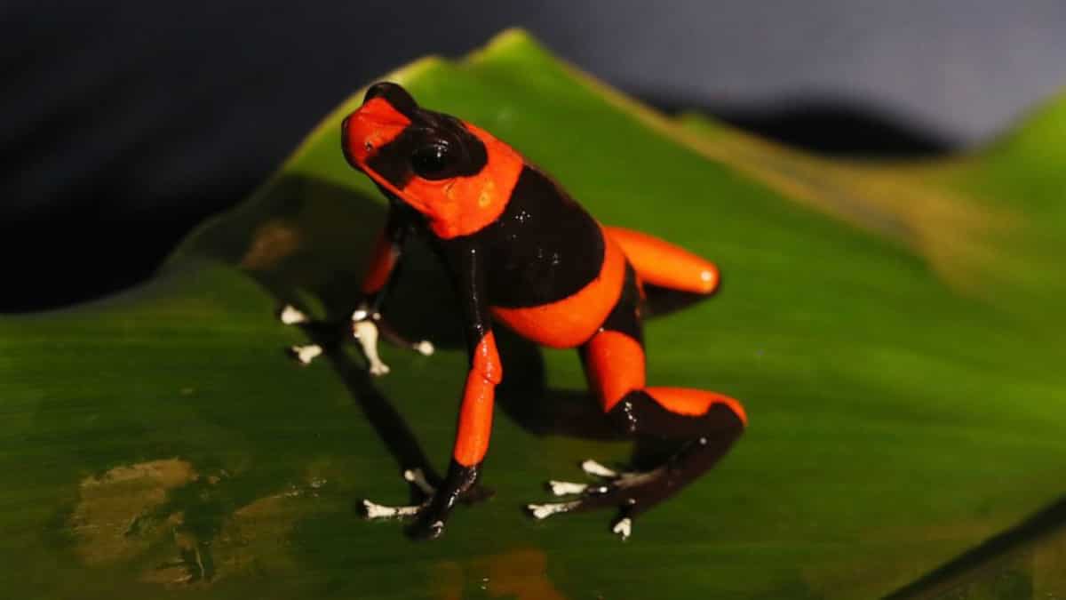 Scientists reproduce 29 specimens of endangered frogs to begin its ...