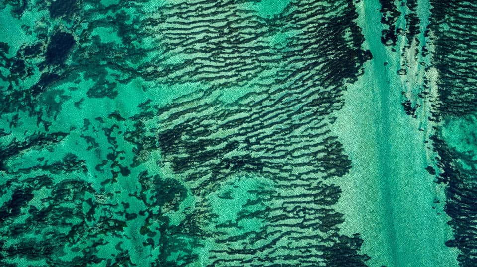 In pictures: World’s largest plant Posidonia Australis - Trending News