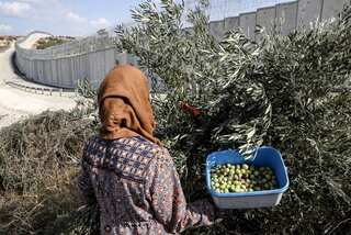 Olive News - Latest Olive News, Breaking Olive News, Olive News Headlines