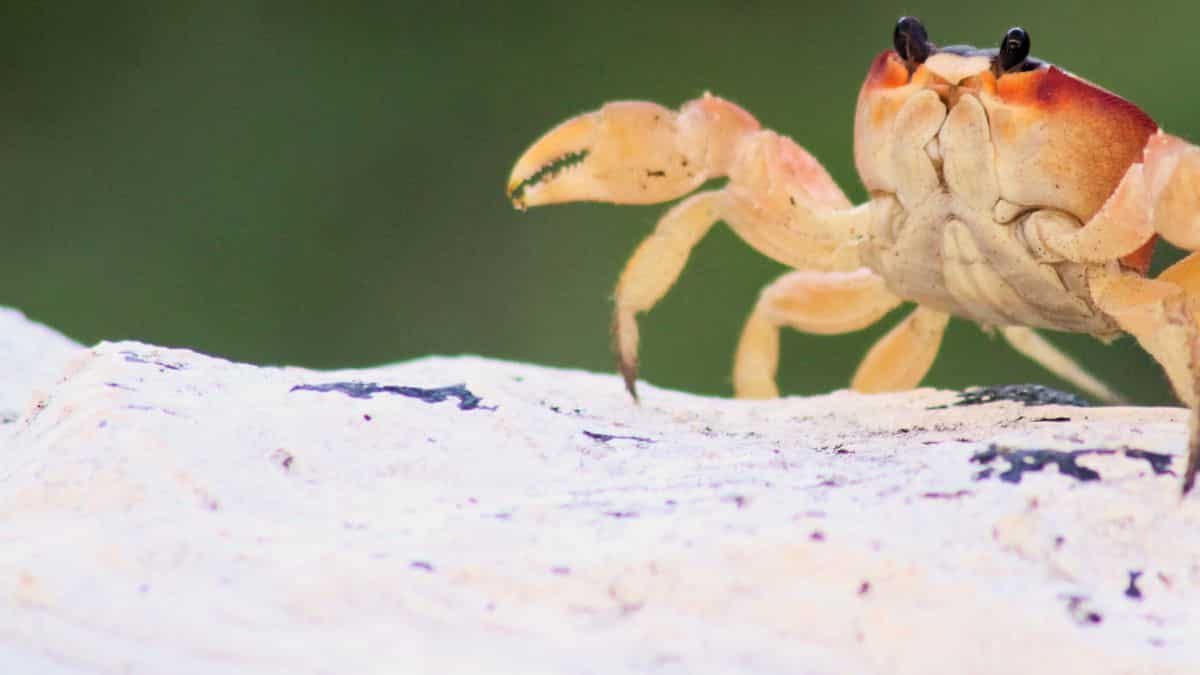 Unique 'fluffy' crab discovered in Western Australia. It wears a living ...