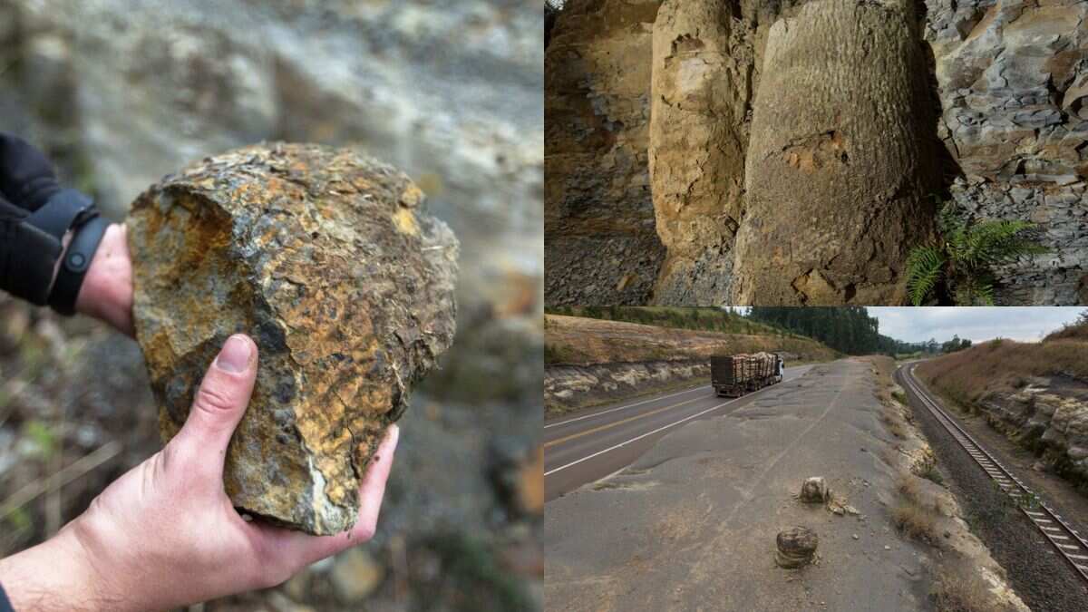 In Pics: 290-million-year-old ‘rare’ forest unearthed in Brazil ...