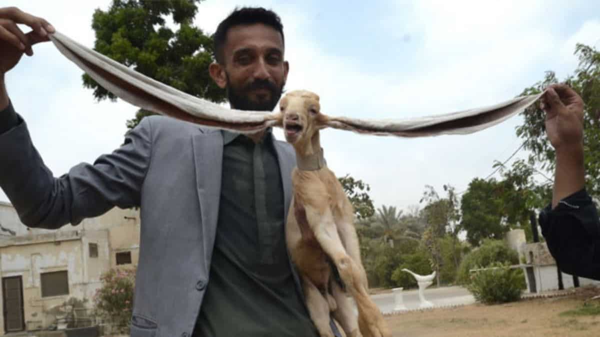 Newborn baby goat with 19-inch-long ears hogs limelight in Pakistan ...