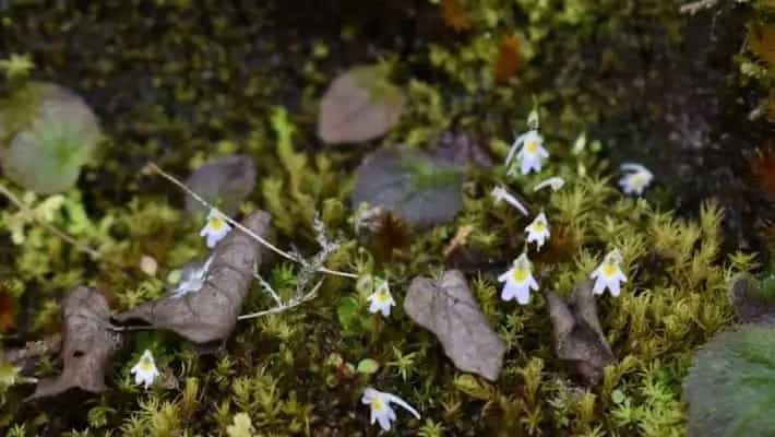 Ultra-rare carnivorous plant Utricularia Furcellata found in India’s ...