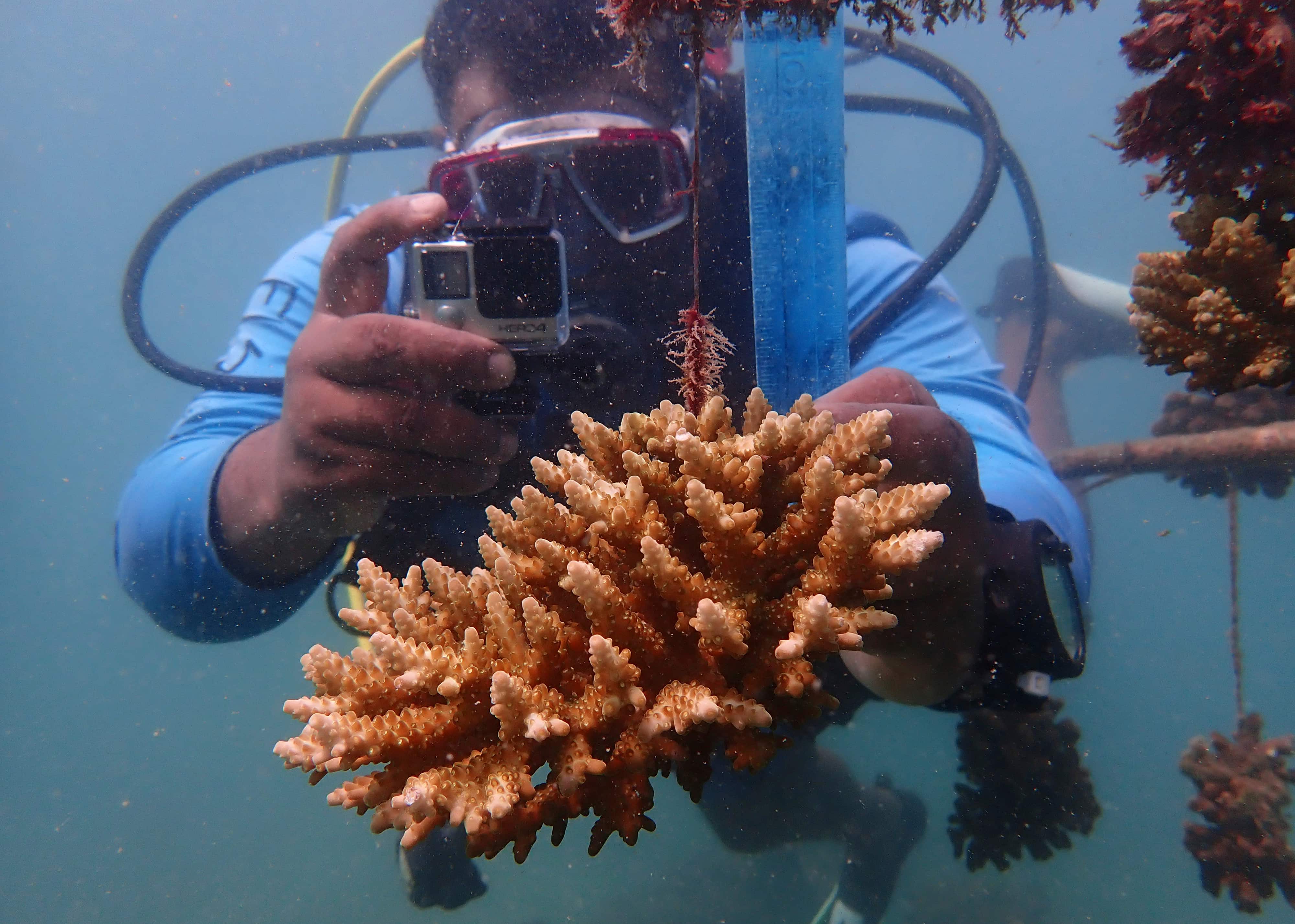 Kenyan divers help restore Indian ocean coral reefs - World News