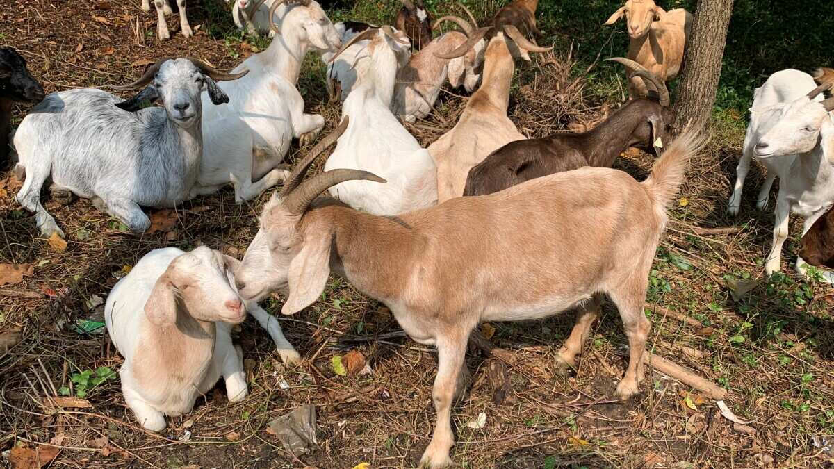 Wion Climate Tracker Goats Munch On Invasive Plants Win Win For