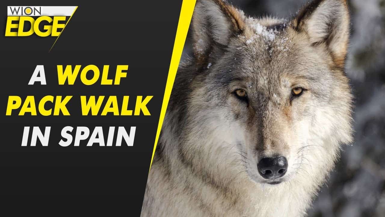Walking with wolves in Southern Spain - World News