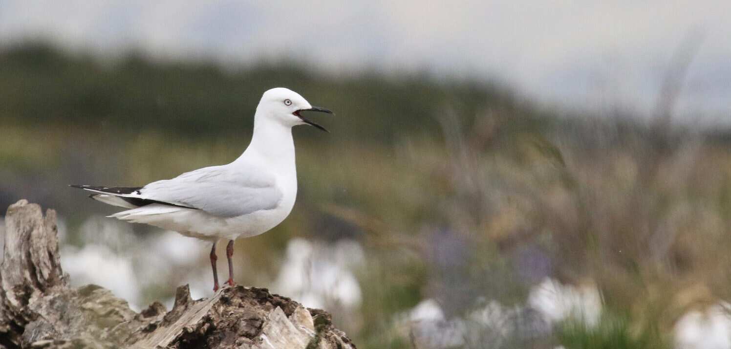 WION Climate Tracker | Seagulls prey on turtle hatchlings & young birds ...