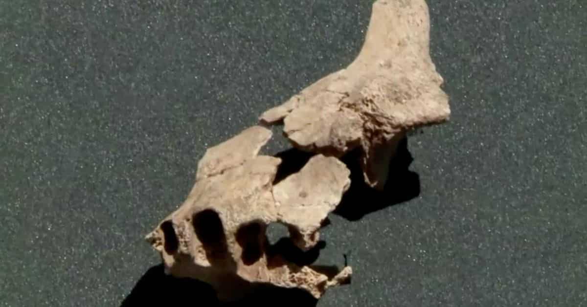 Oldest human fossil found, could hold clues about Europe's earliest ...