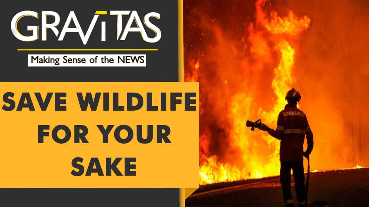 Gravitas: UN Report: 1 Million species on track to extinction ...