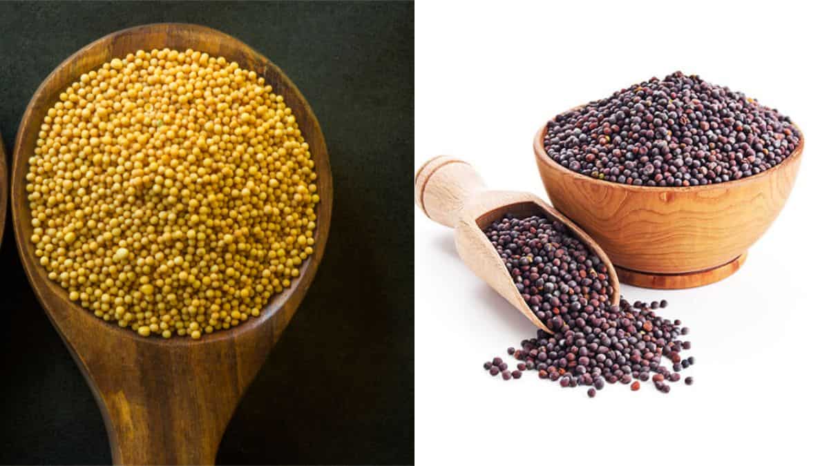 India’s biotech regulator recommends environmental release of GM mustard - India News News