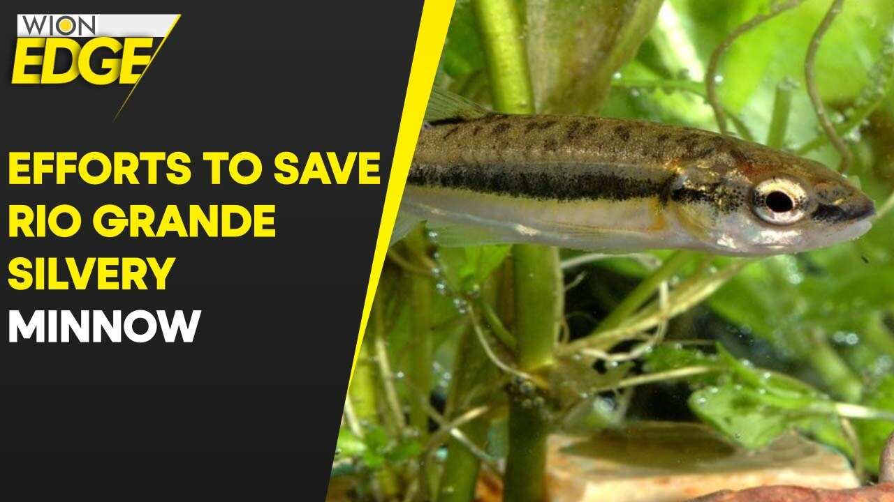 As the Rio Grande dries up, biologists save endangered fish - Edge News