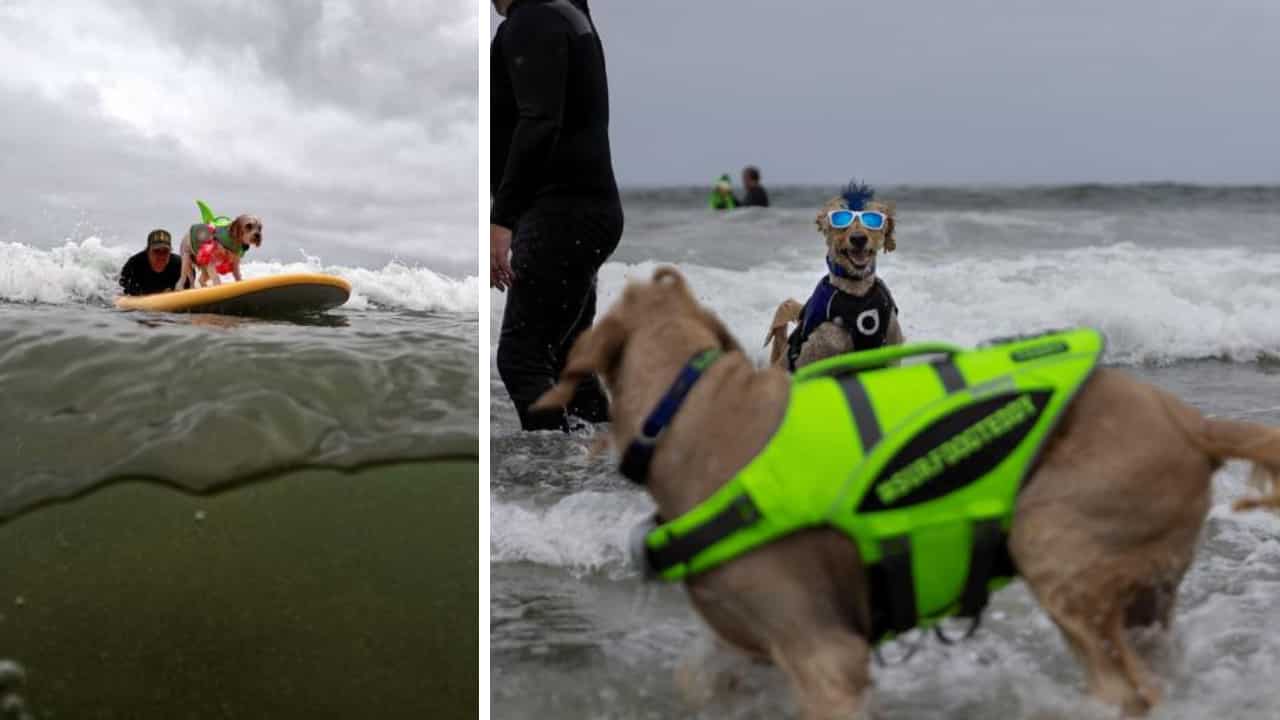 IN PICS | Surfing dogs take to waves at World Dog Surfing Championship ...