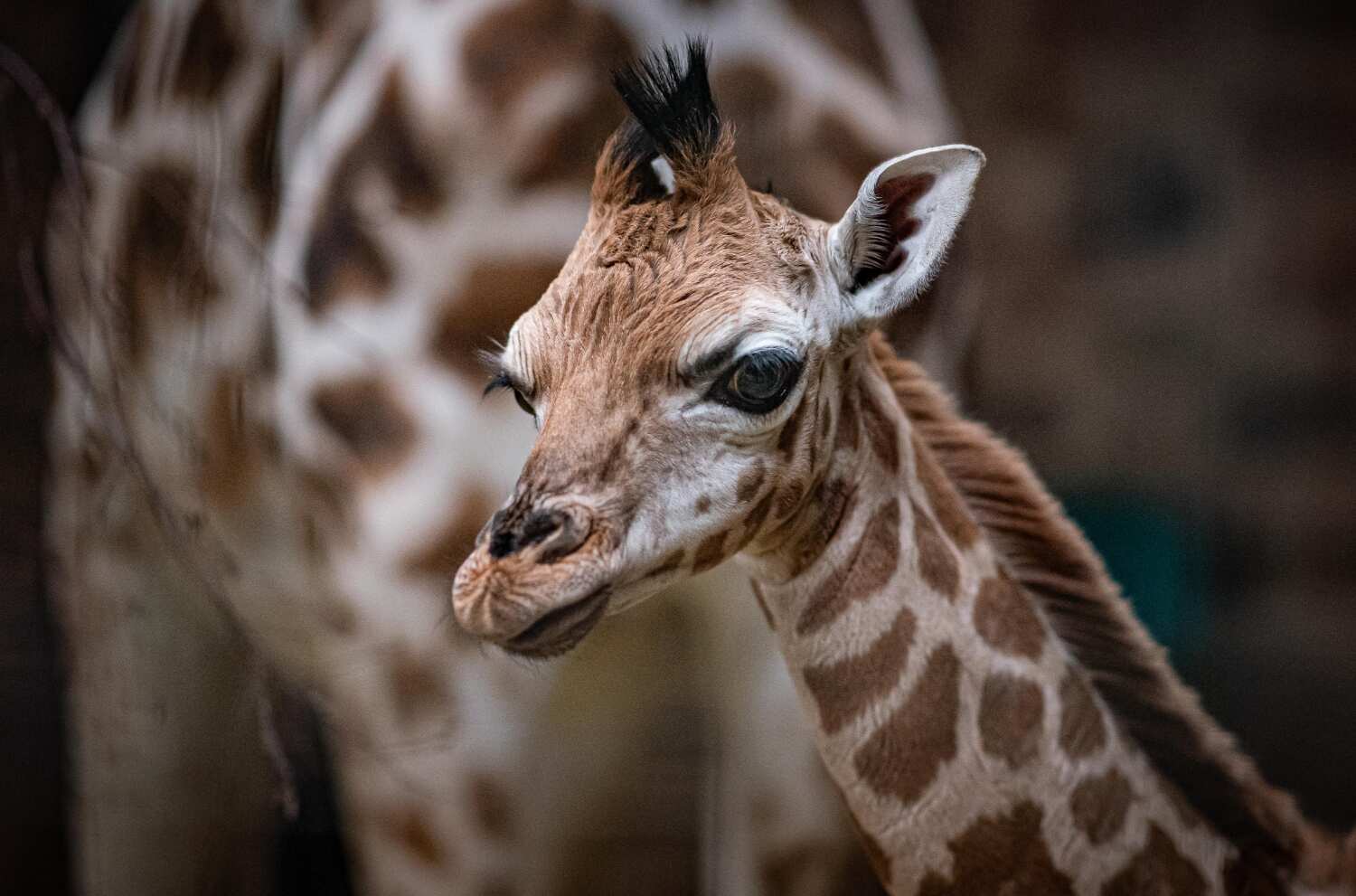 WION Climate Tracker| UK: Chester zoo cameras capture rare giraffe ...
