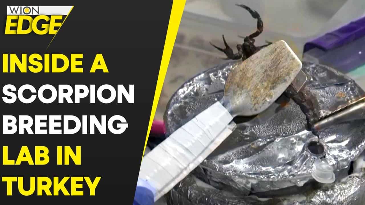 Turkish scorpion breeding lab milk arachnids for their expensive venom ...