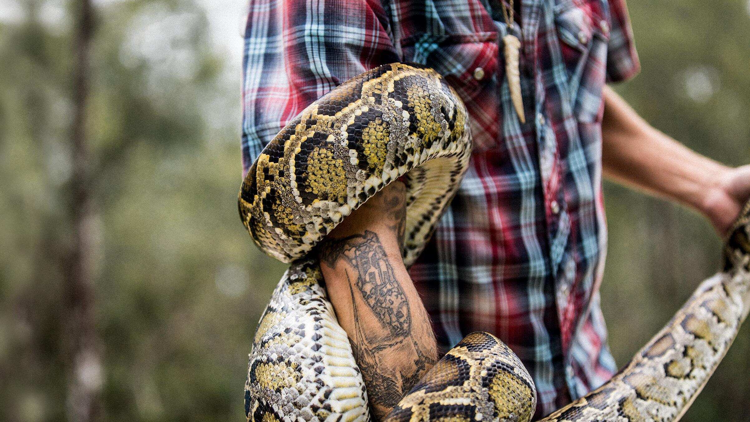 WION Climate Tracker: Burmese pythons invade Florida wetland; wildlife ...