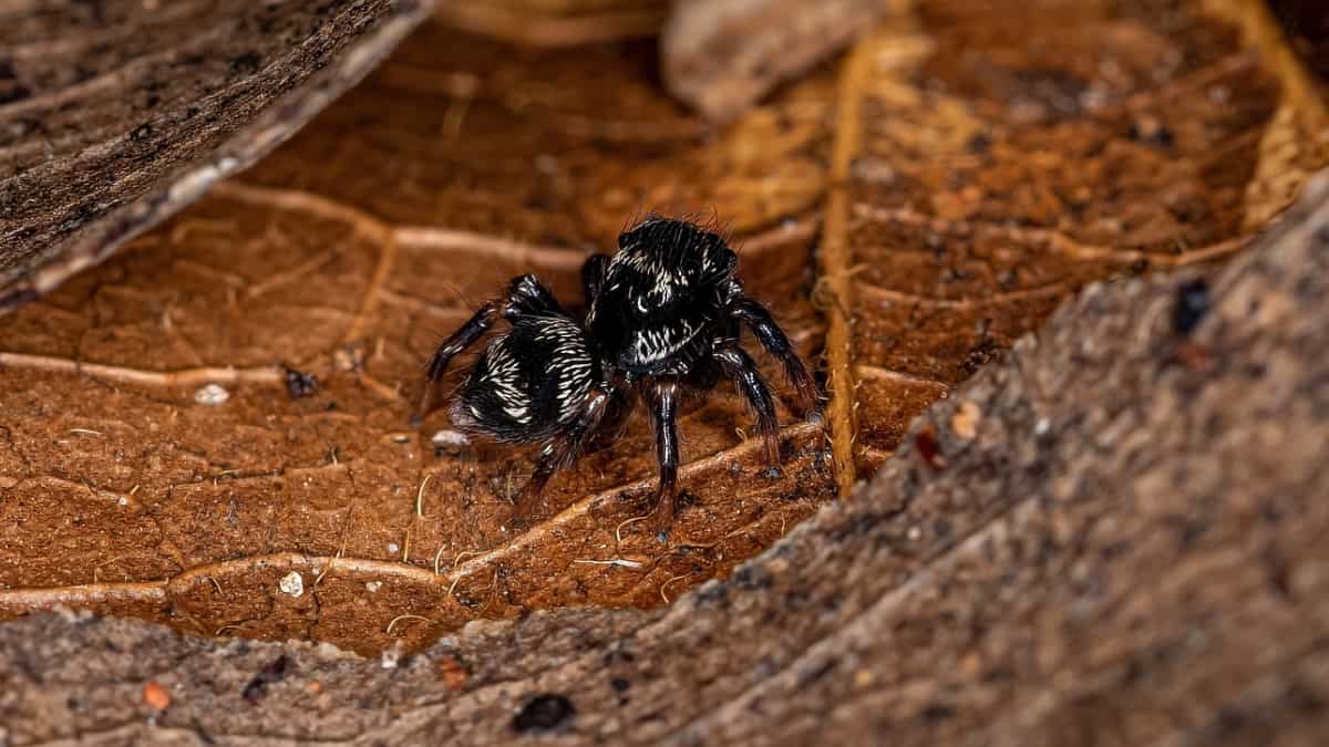 Dangling upside down, some spiders may sleep and dream like humans ...