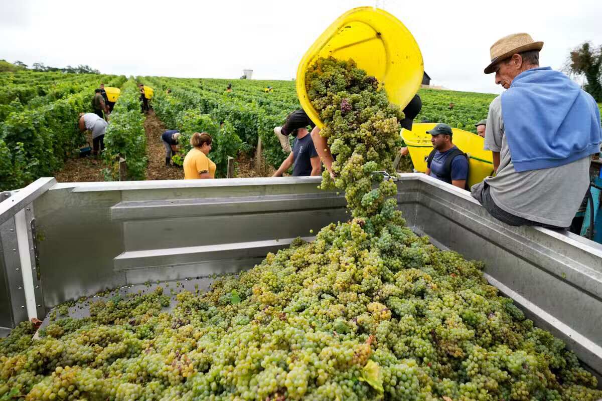 WION Climate Tracker: High temperatures boost grape maturity, wines may ...