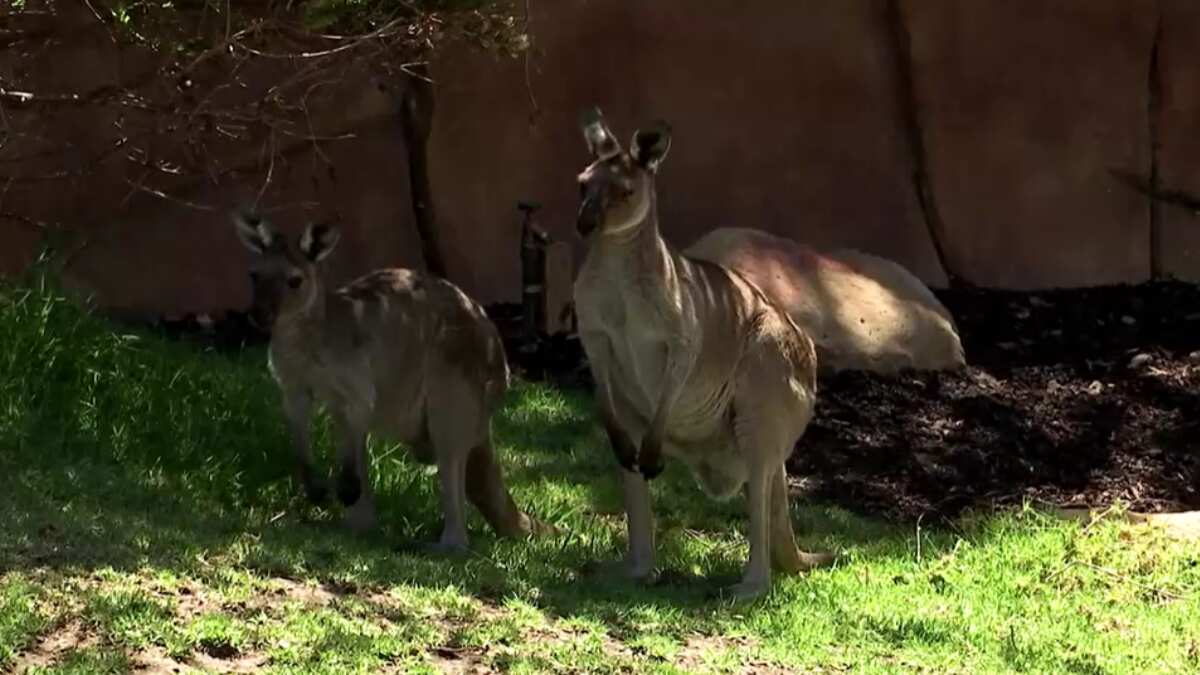 Amid heatwave, zoo keepers use ice cubes and cold showers to keep ...