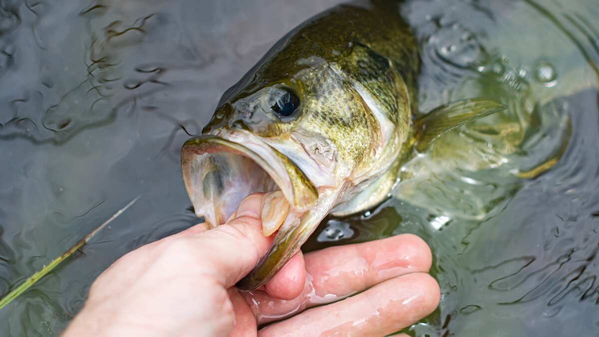 Fish feel 'pain, stress and anxiety': Organisation introduces proposal ...