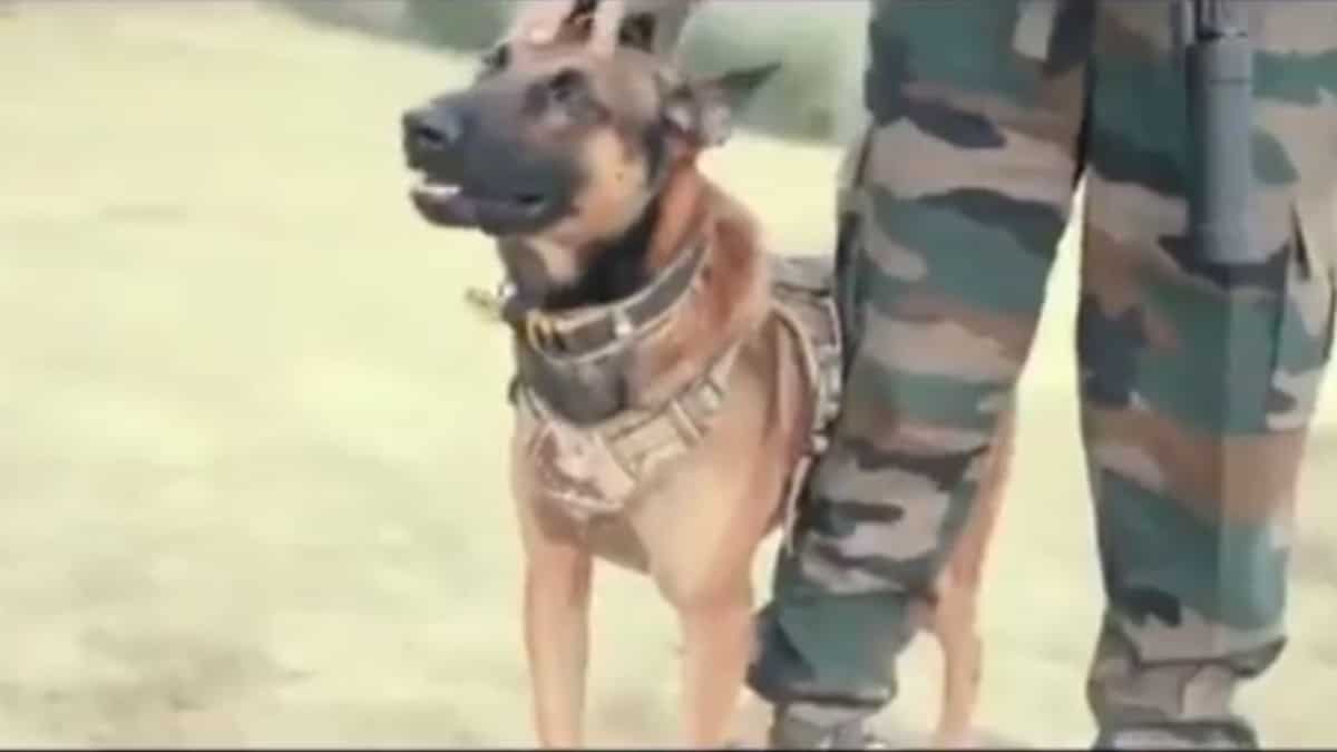 Army dog kept fighting terrorists in Kashmir despite receiving two ...
