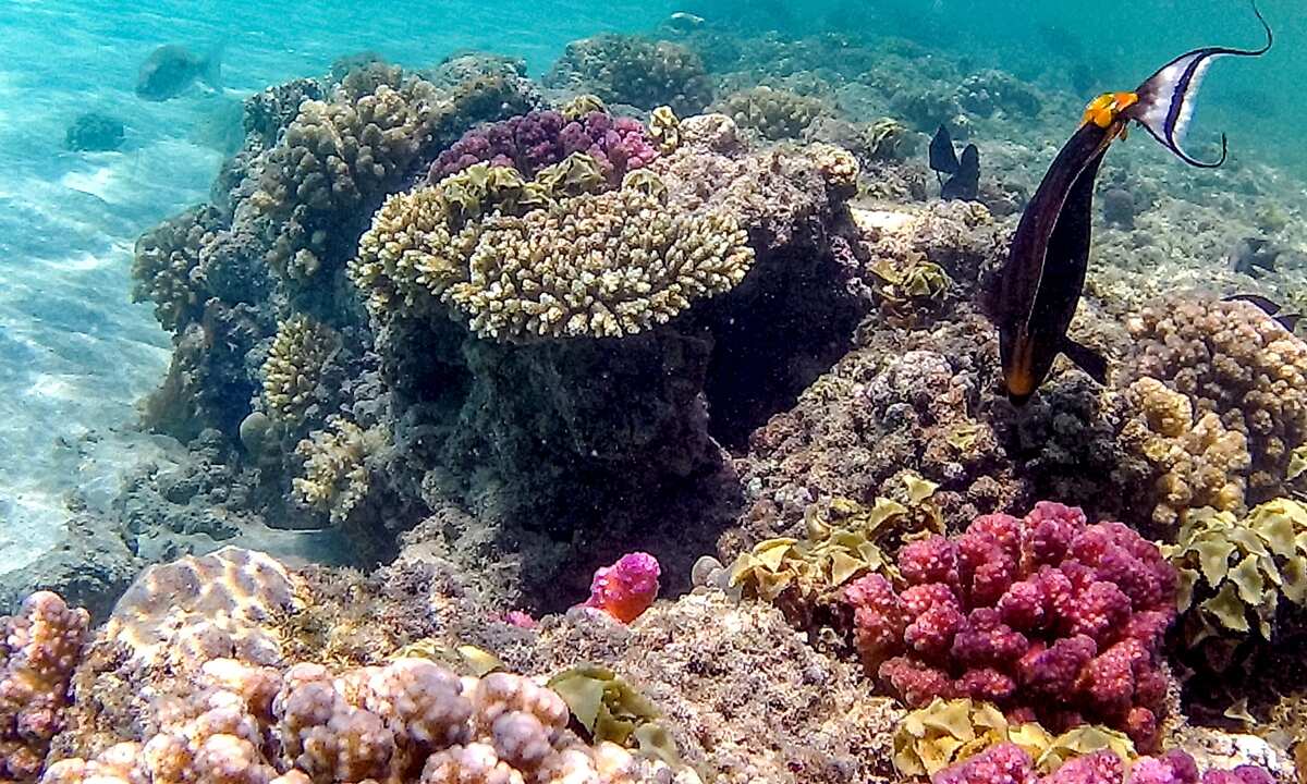 Researchers dive to study coral reefs along Egypt's Rea sea coast ...