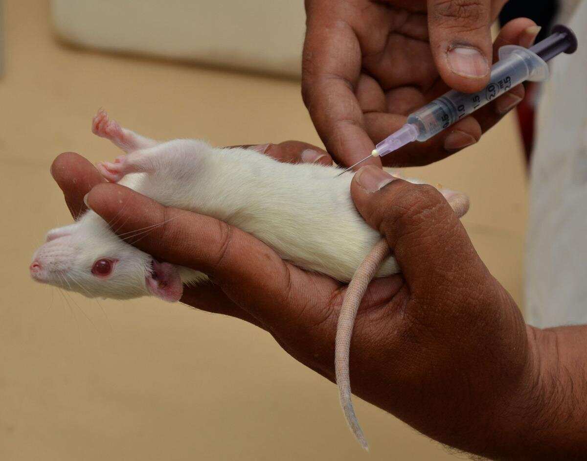 WION Fineprint | Scientists create human-rat hybrid brain! - World News