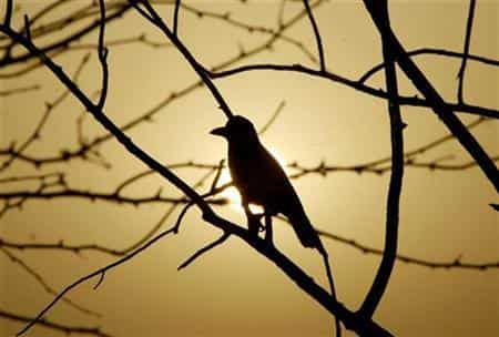 Listening to birdsongs can help alleviate stress and anxiety in humans ...