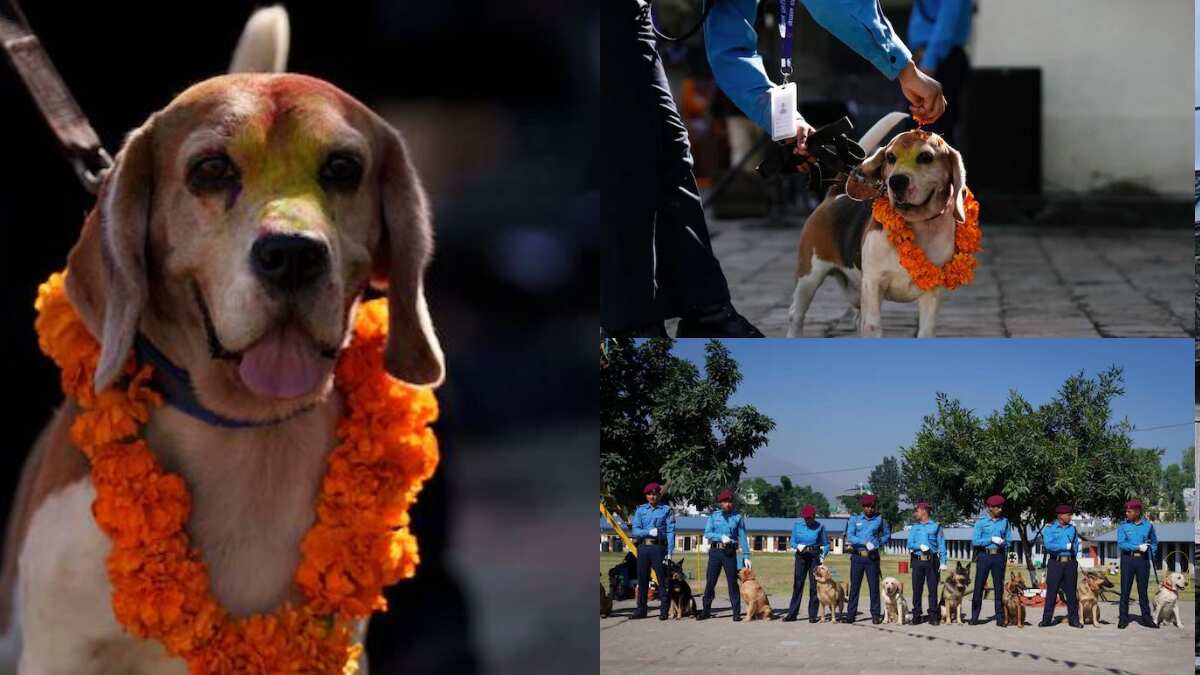 In pics | Dogs celebrated and cherished in Nepal during this special ...