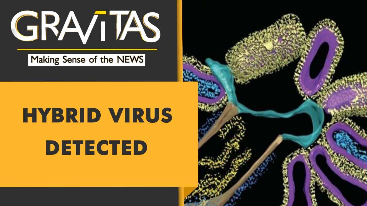 Gravitas: New Hybrid virus detected - Gravitas News