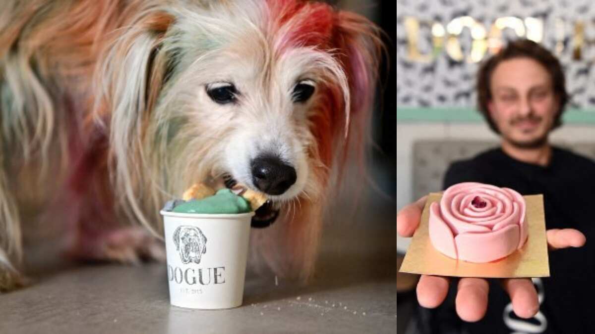 In pics | US restaurant caters classical French cuisine to dogs - World ...