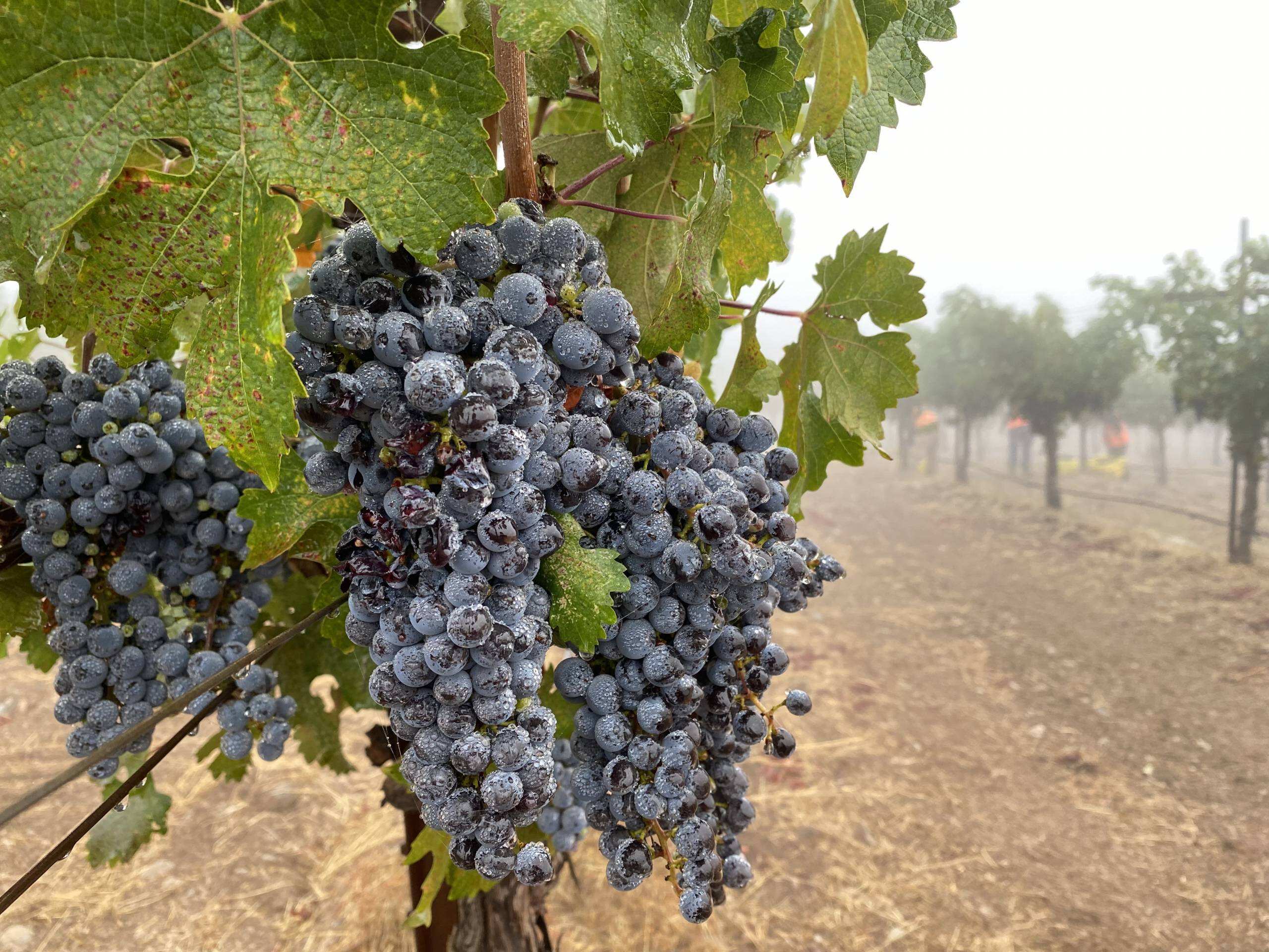 WION Climate Tracker | France: Warmer winters cause grape vines to ...