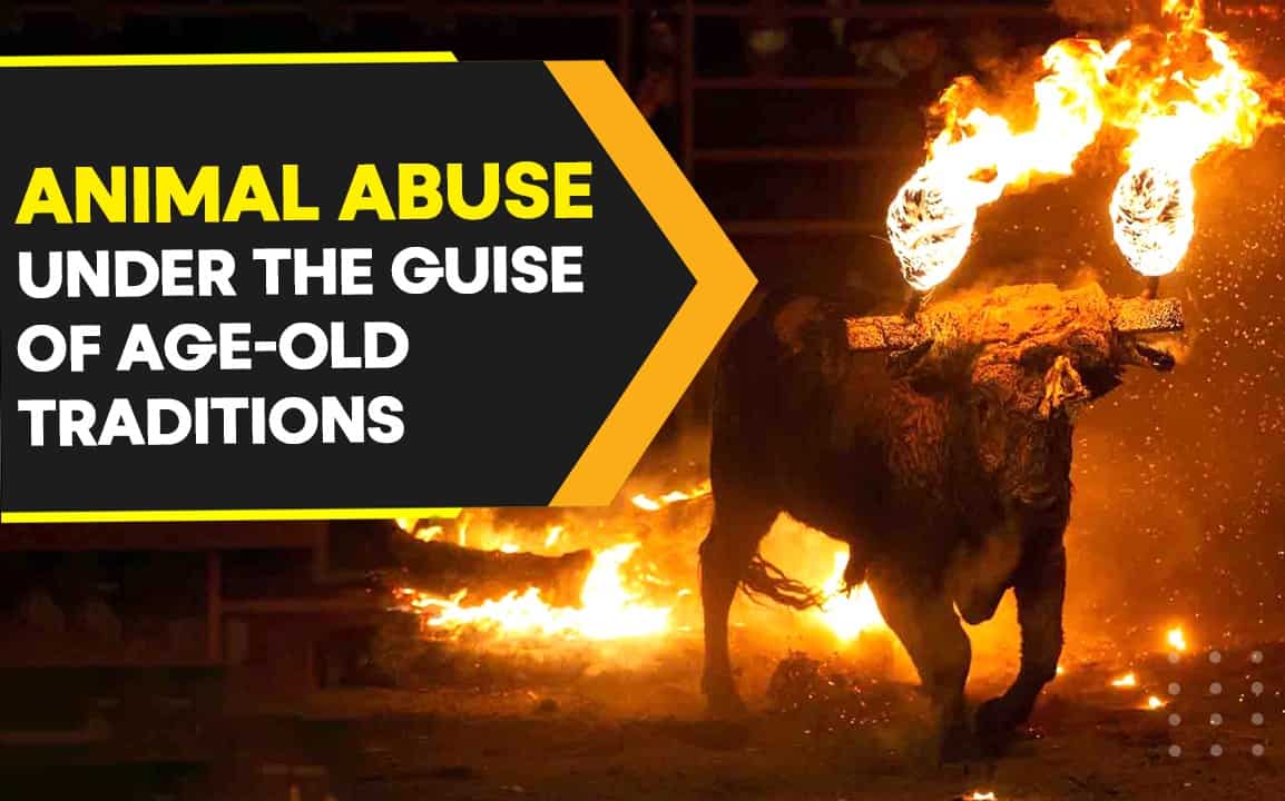 'Toro Jubilo': Fiesta or grotesque tradition from the stone ages ...