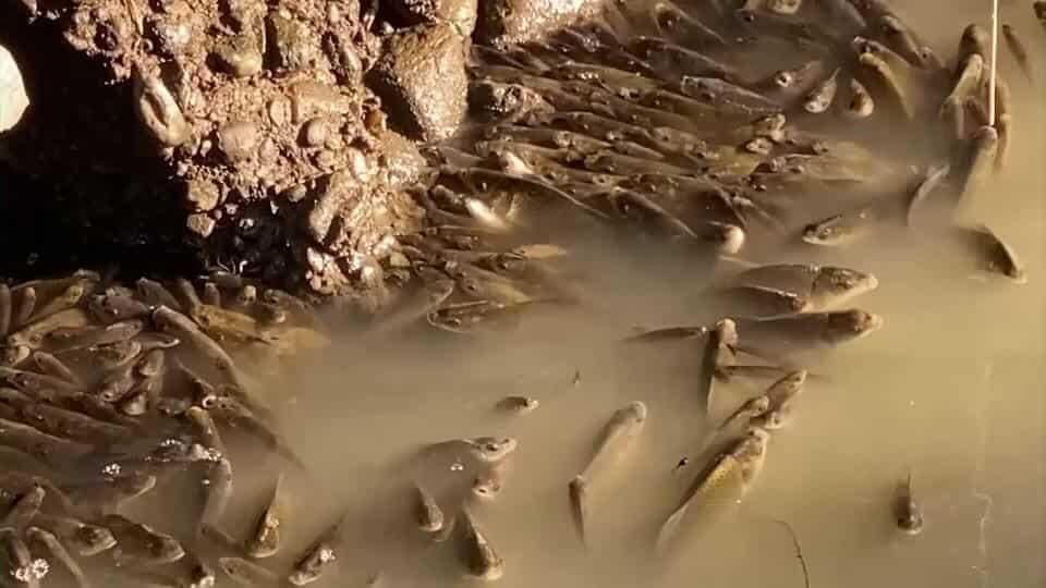 WION Climate Tracker | Italy: Fish starved from lack of oxygen - World News