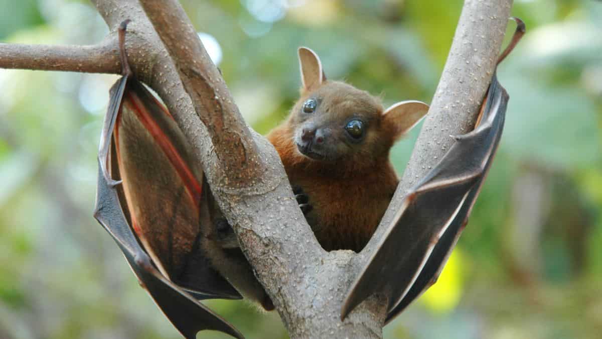 Bats are ‘death metal singers’ with ‘unparalleled’ vocal range: Study ...