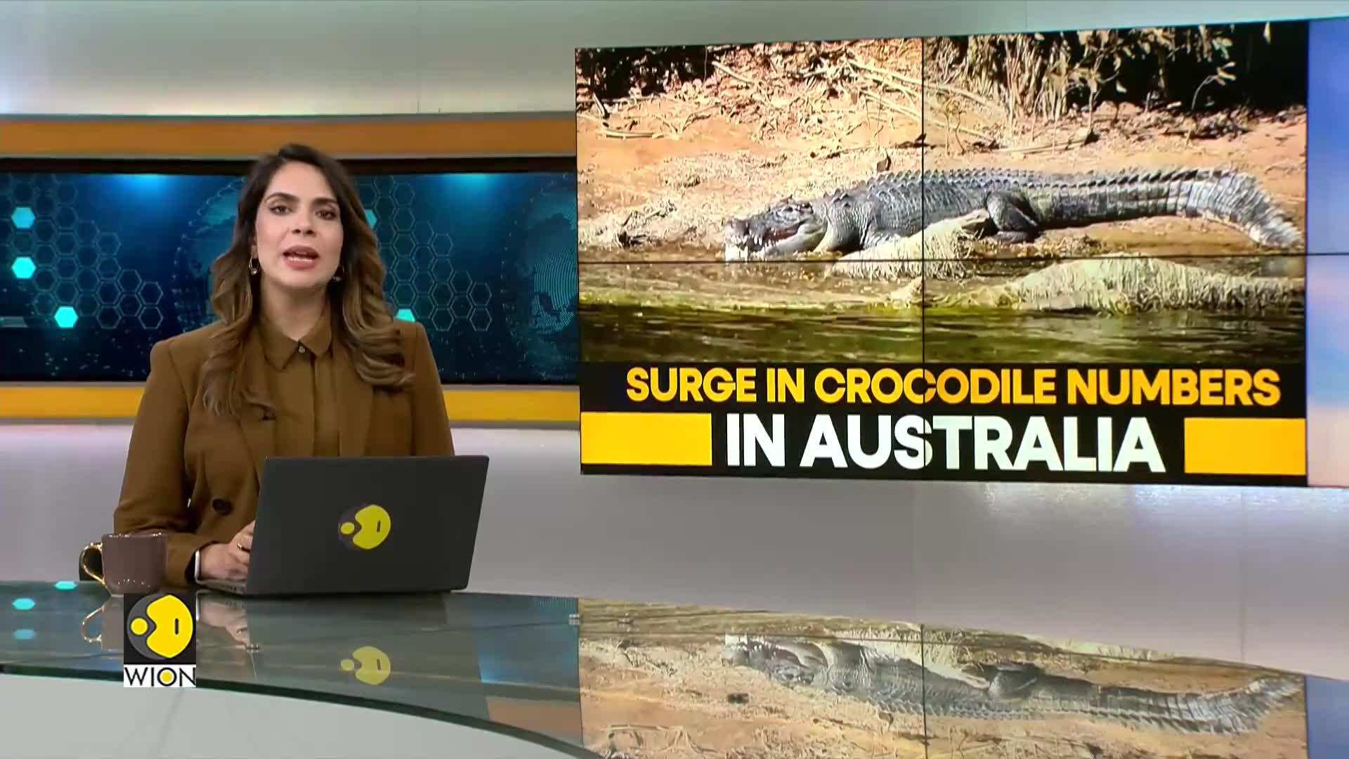 WION Climate Tracker | Surge in crocodile numbers in Australia - World News WION Climate Tracker | Surge in crocodile numbers in Australia - World News