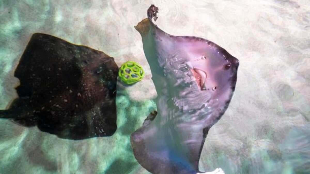 World Cup fever! Stingrays at London aquarium show stunning football ...