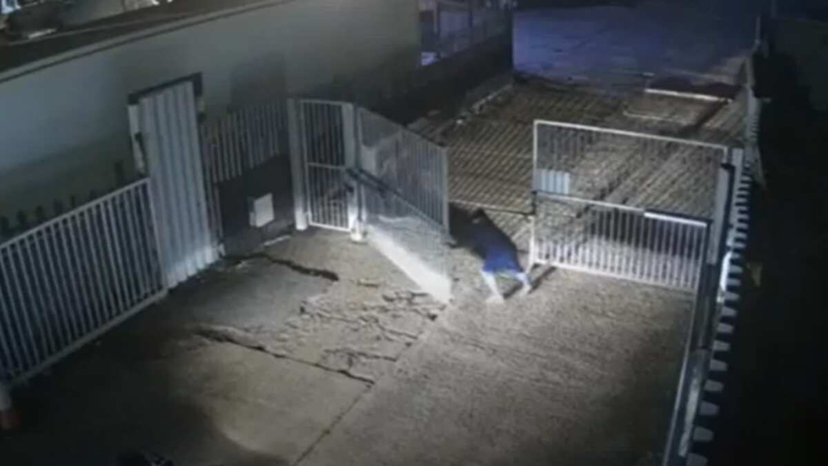 Gone in 60 seconds ! Thieves steal five luxury cars worth £700k in ...