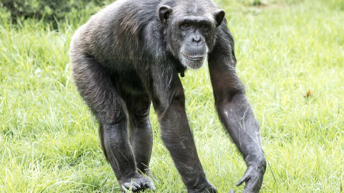 Sweden: Chimpanzees escape from zoo, three shot dead, one injured ...