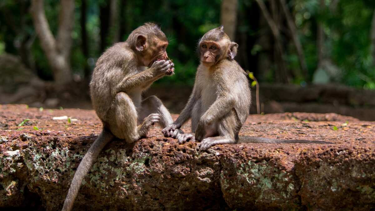 Monkeys on Thai island started using stone tools when Covid stopped ...