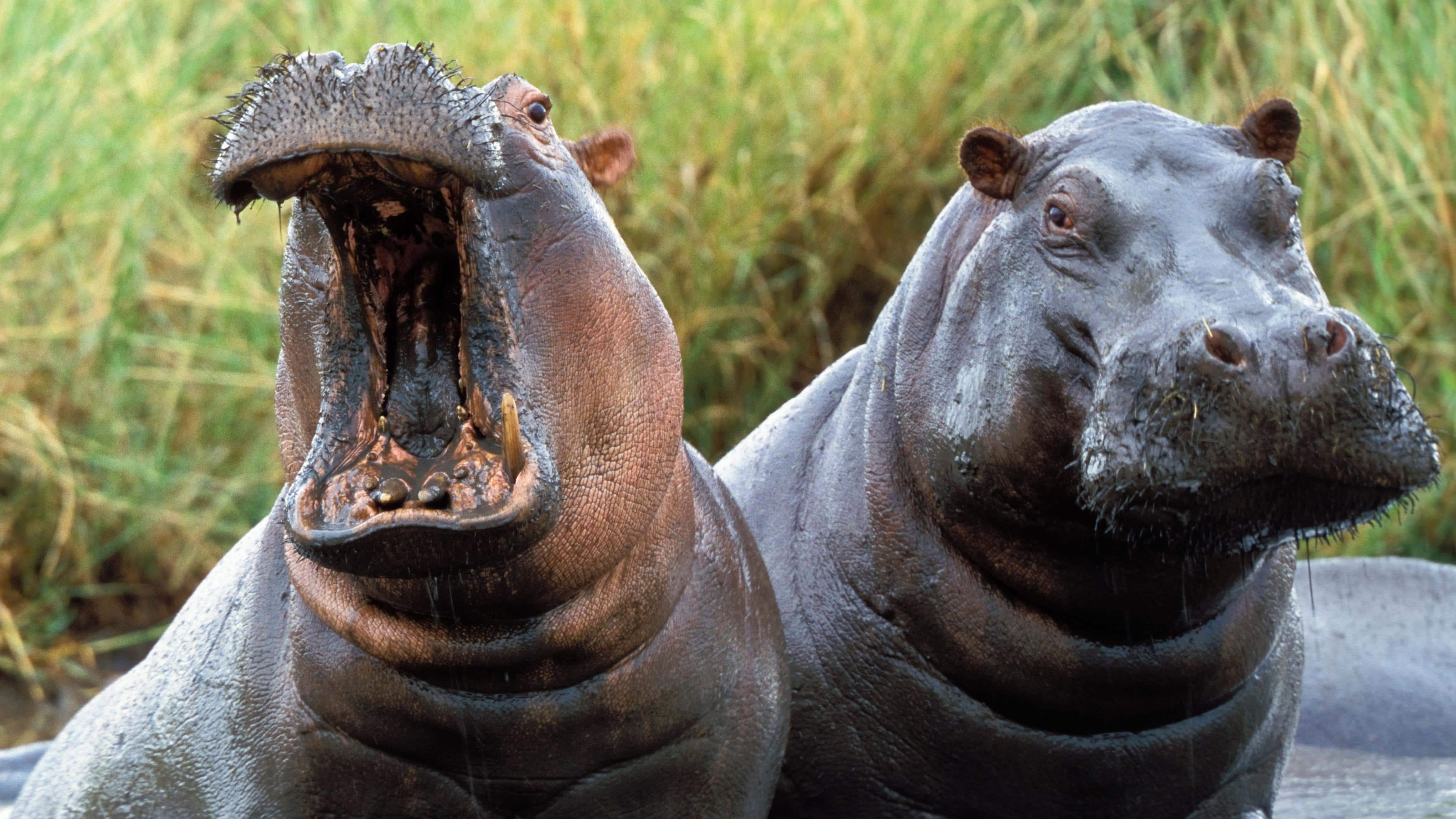 WION Climate Tracker: Hippos next target for poachers in place of ivory ...