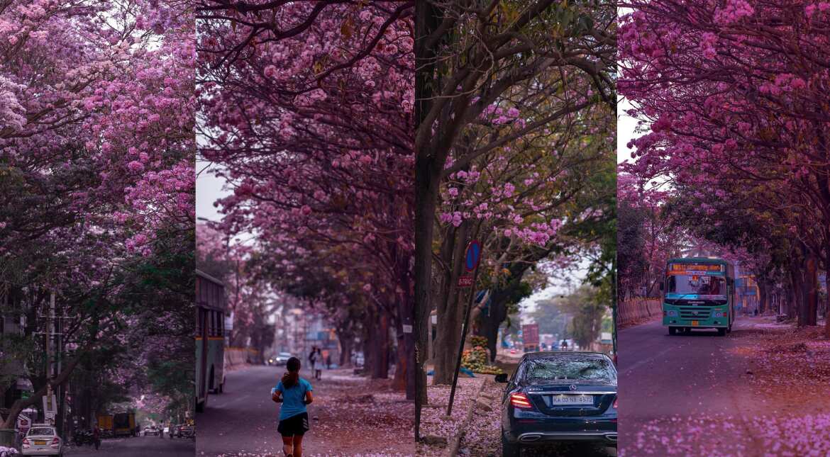 In pics: Looking like Japan? This is Bengaluru painted in pink with ...