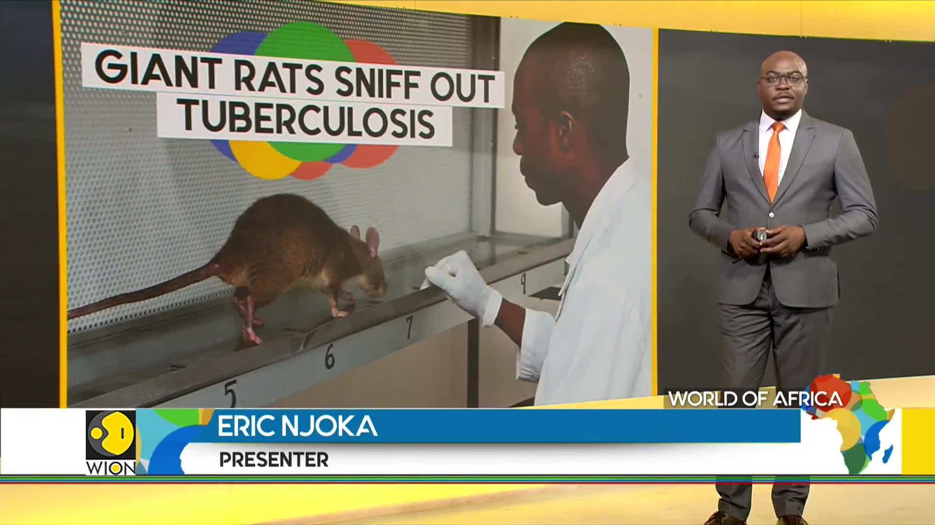 World Of Africa: Rodents sniff out Tuberculosis in Kenya and Tanzania ...
