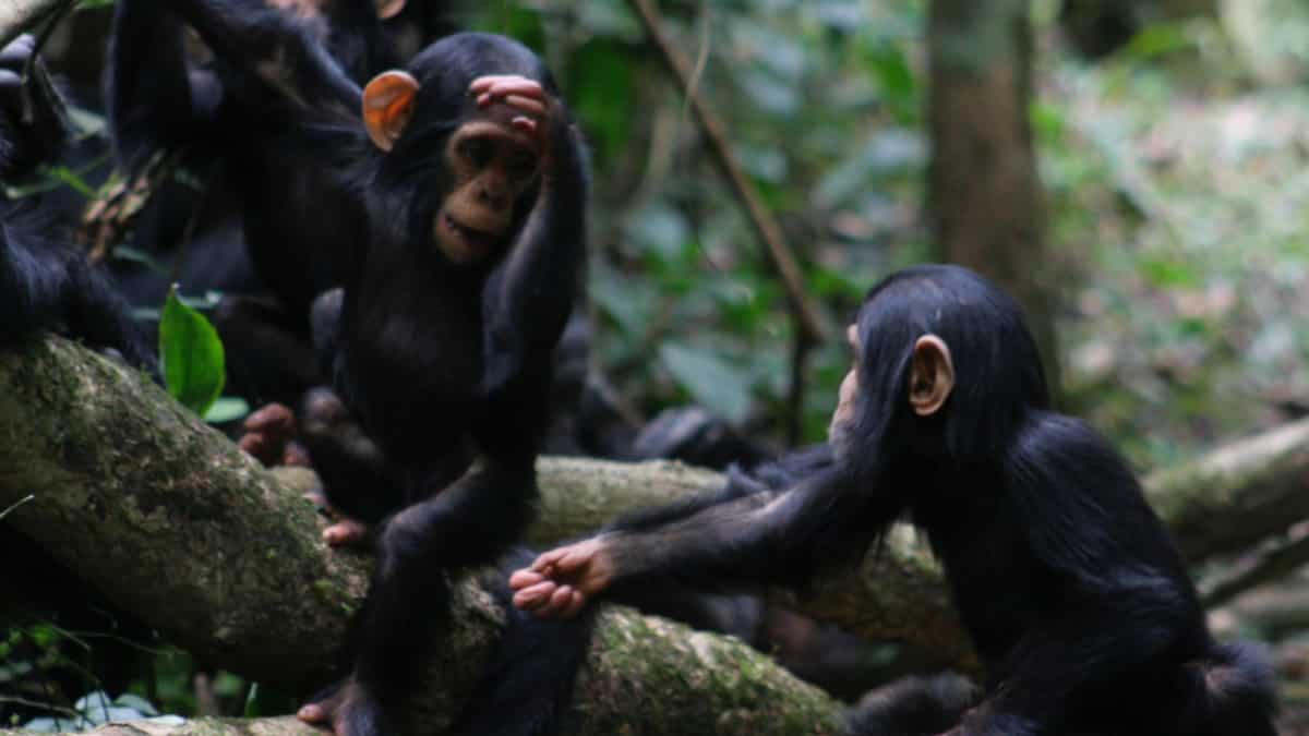 Humans capable of understanding signs and gestures used by apes: Study ...