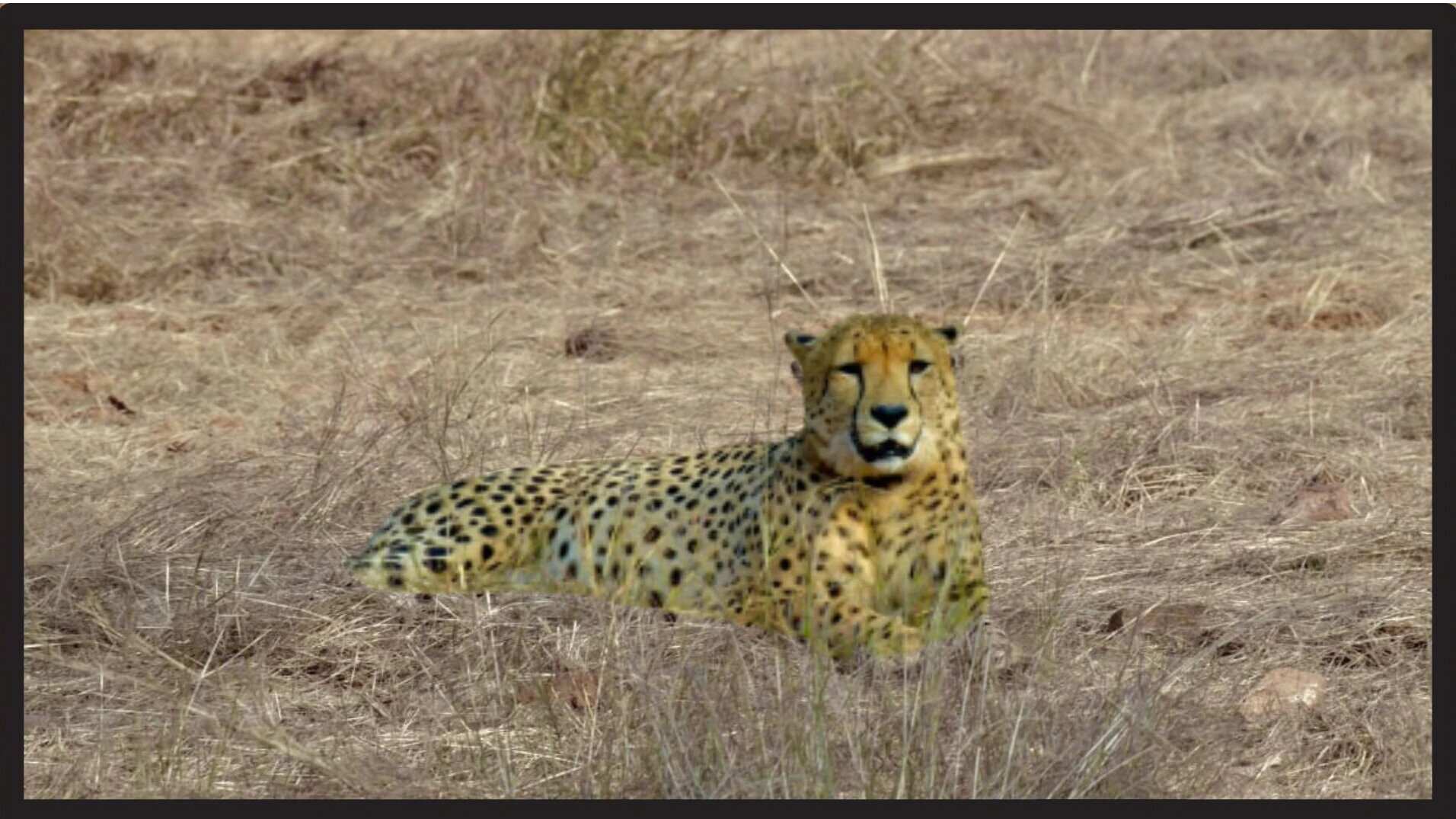South Africa-India sign deal to translocate over 100 Cheetahs - India ... South Africa-India sign deal to translocate over 100 Cheetahs - India ...