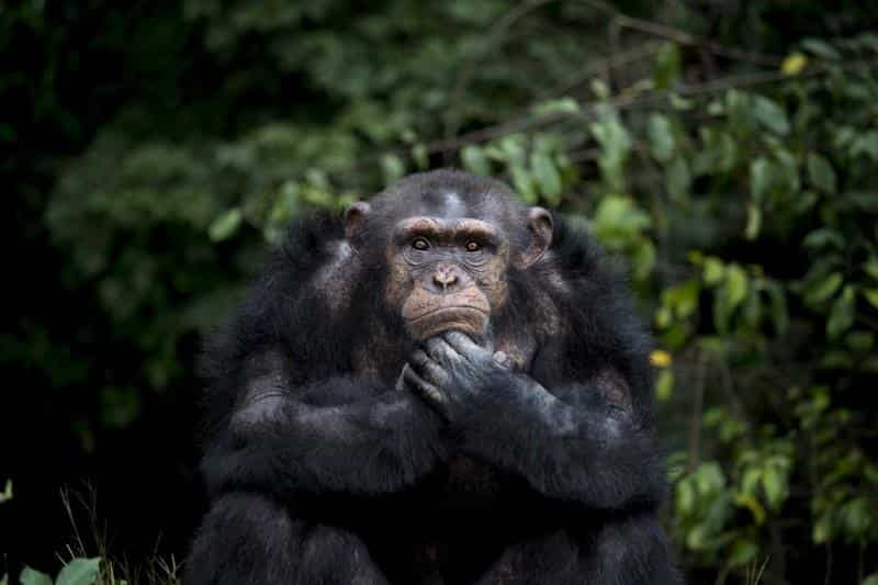 Teen chimpanzees, adolescent humans display similar risk-taking ...