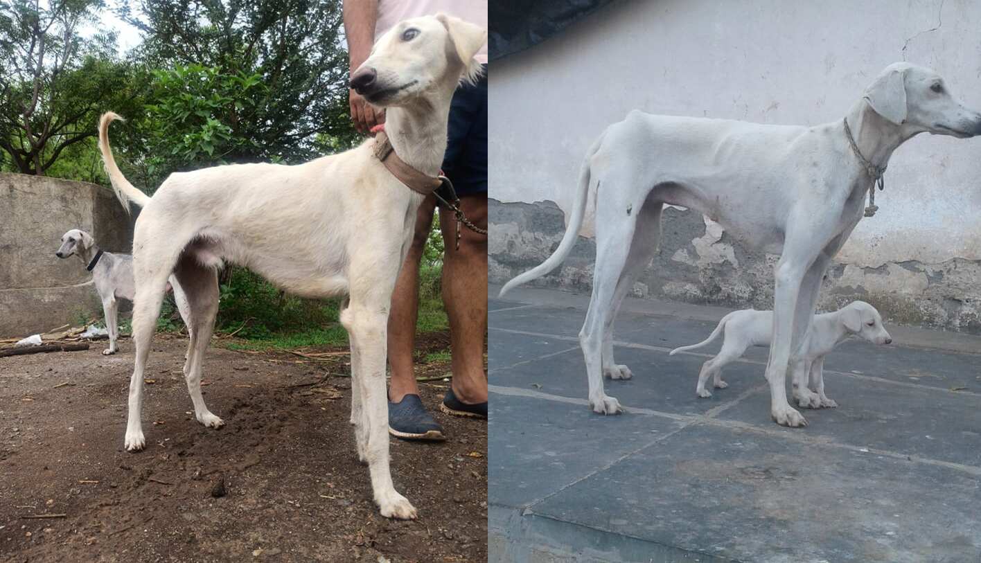 India: Indian dog breed inducted into PM Modi's security team - India ...