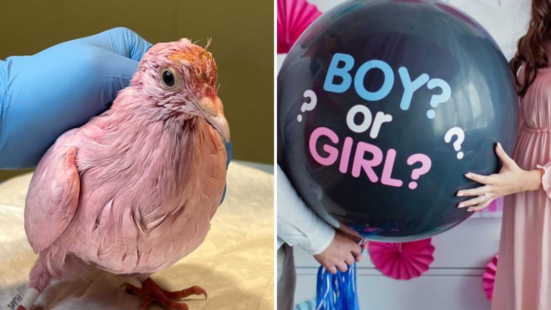 New Yorkers discover pink-dyed pigeon, suspect it was used in gender ...