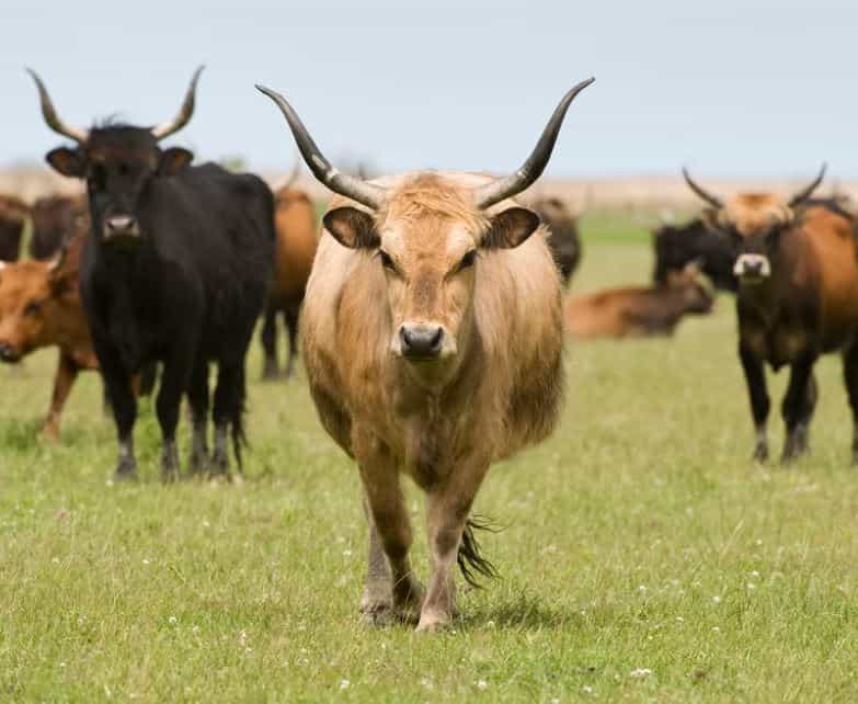 Gravitas: Chinese scientists create 3 'super cows' - Gravitas News