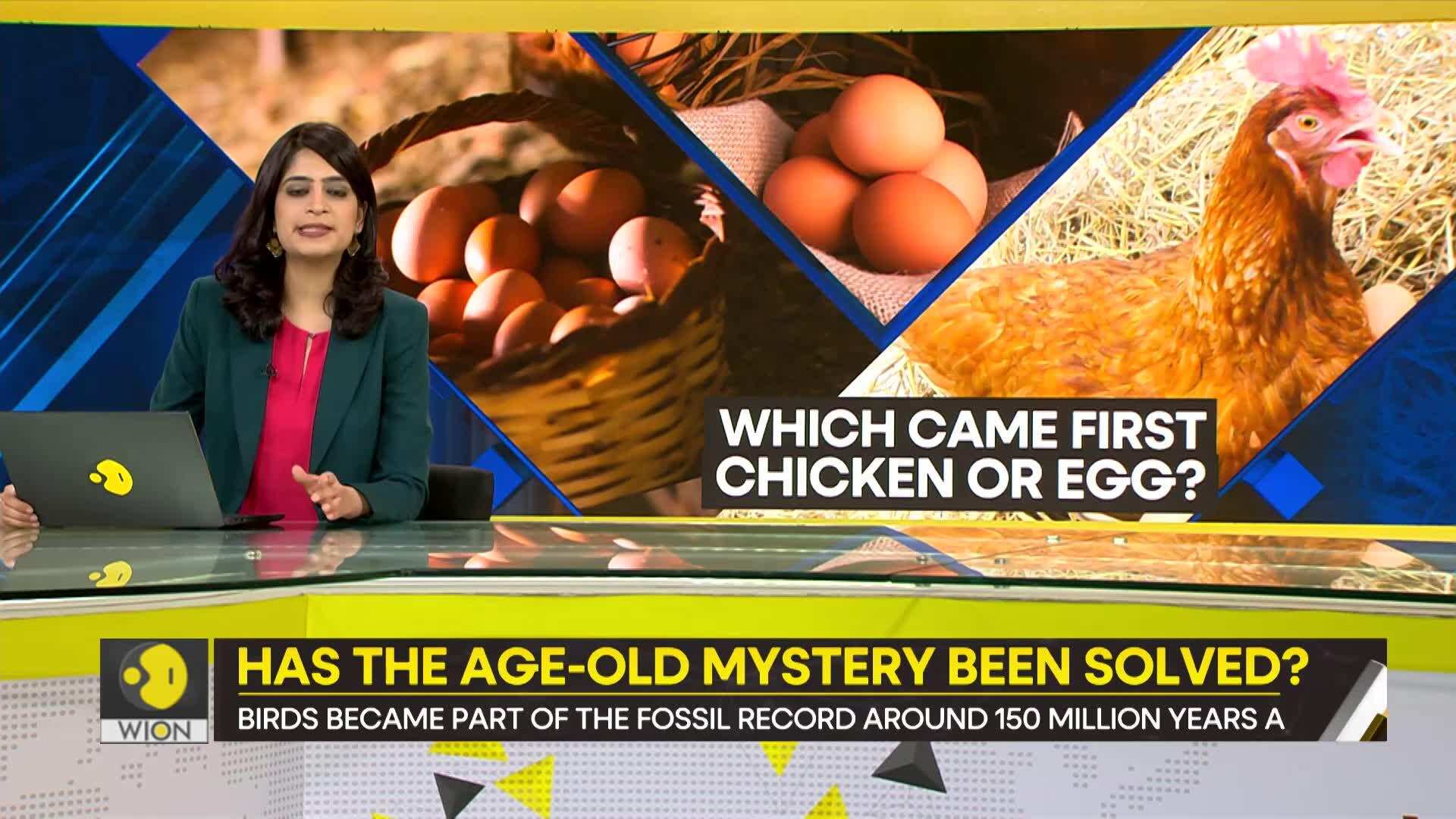 Gravitas | Which came first: The egg or the chicken? - Gravitas News