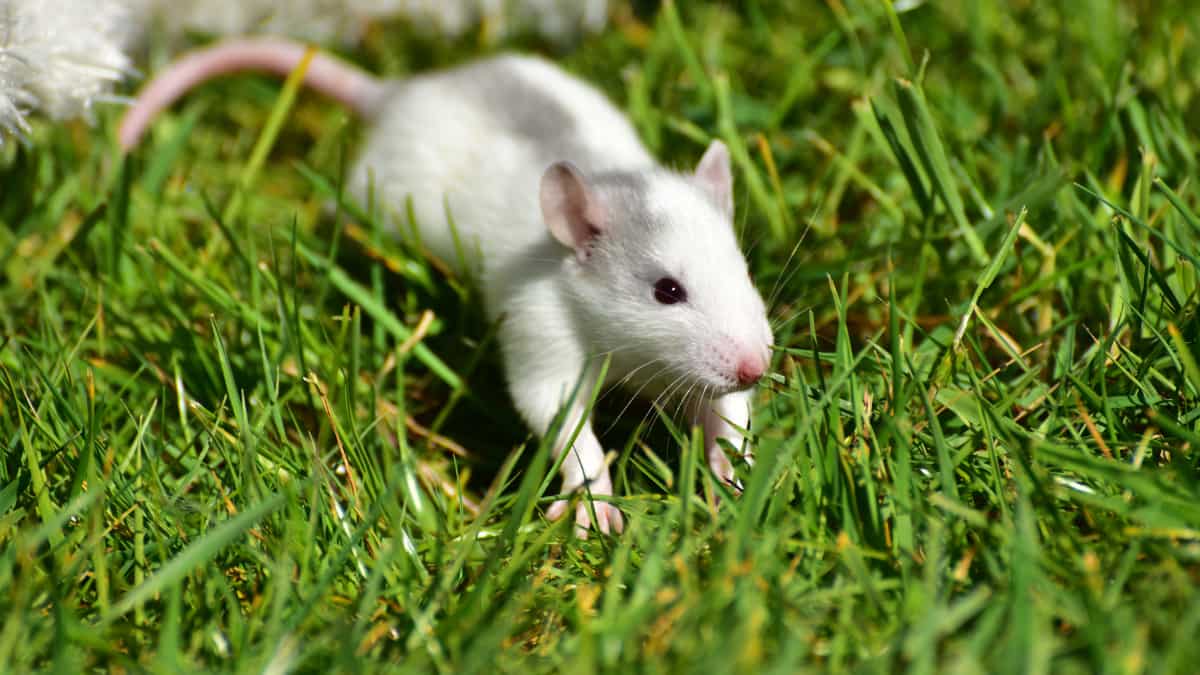 'Vampiric' treatment extends lifespan of lab rat. Can it be used in ...